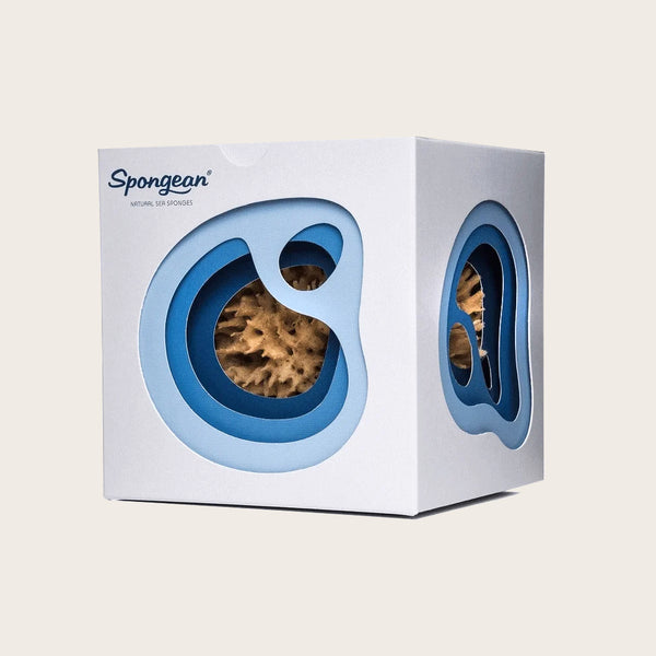 Spongean Honeycomb sea Sponge (in 3D gift box) – Santora